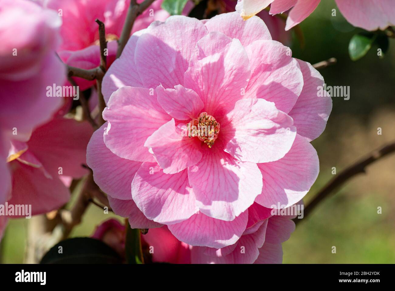 A pink camellia flower Stock Photo - Alamy