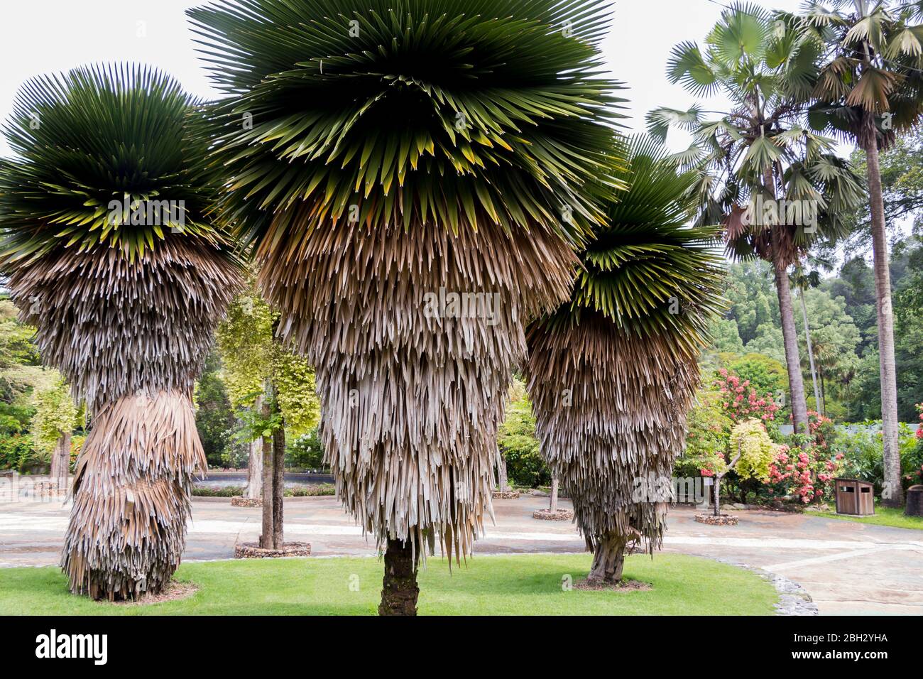 Palm tree collection in the Perdana Botanical Garden, Kuala Lumpur ...