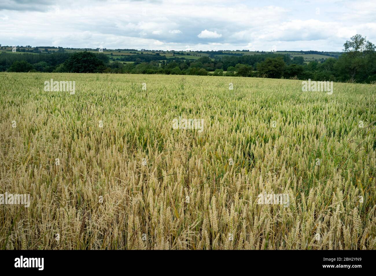 A field of wheat in the Cotswolds, England Stock Photo - Alamy