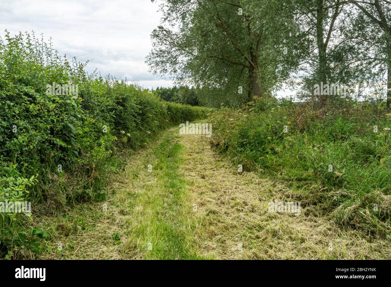 Hedgerow and a cleared path in the Cotswolds, England Stock Photo - Alamy