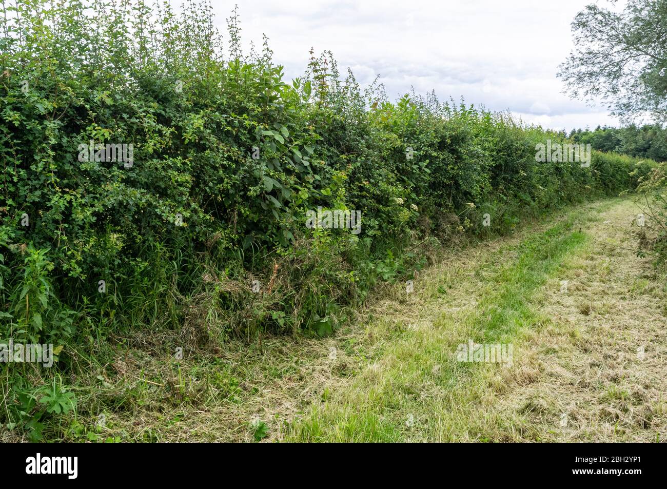 Hedgerow and a cleared path in the Cotswolds, England Stock Photo - Alamy