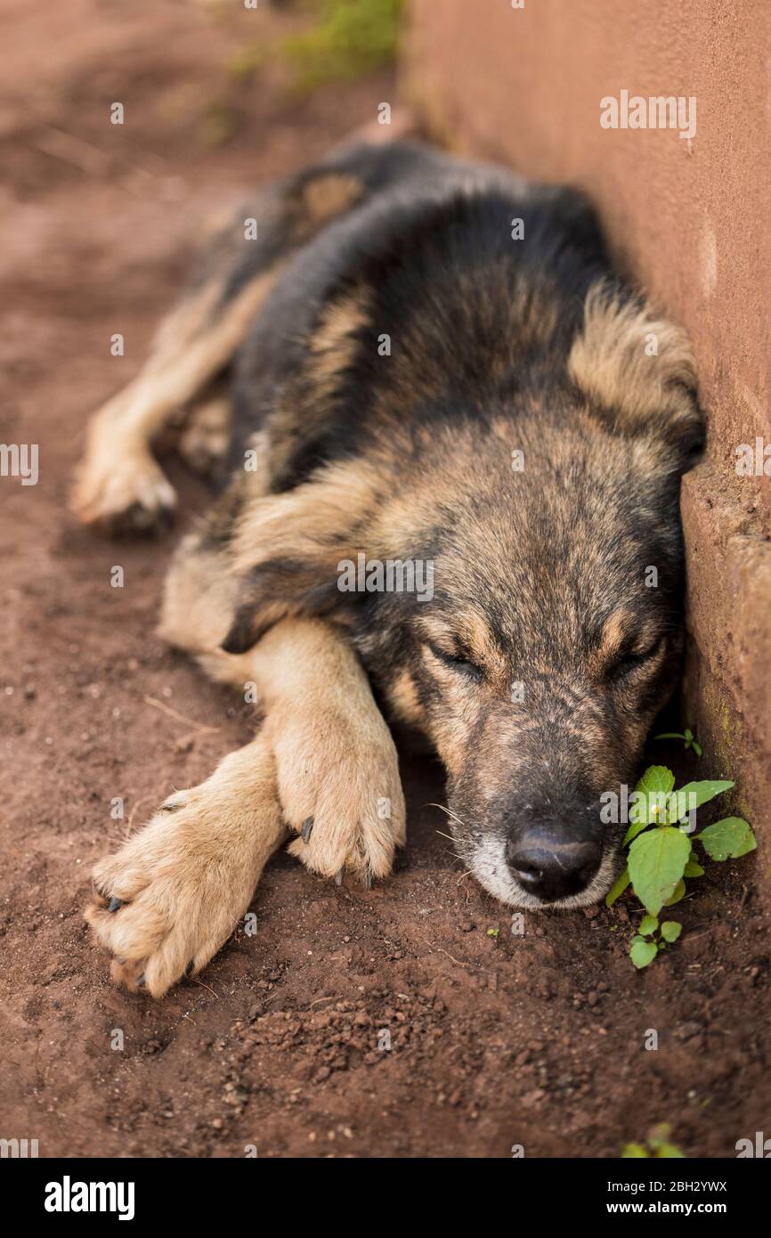 Stray dog hi-res stock photography and images - Alamy