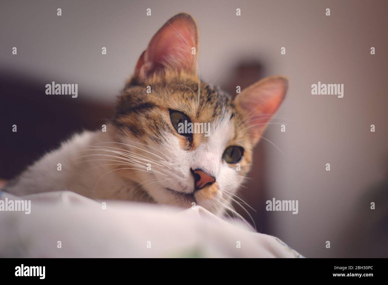 Beautiful tabby cat peeking over the side of a bed. Low angle, close up ...