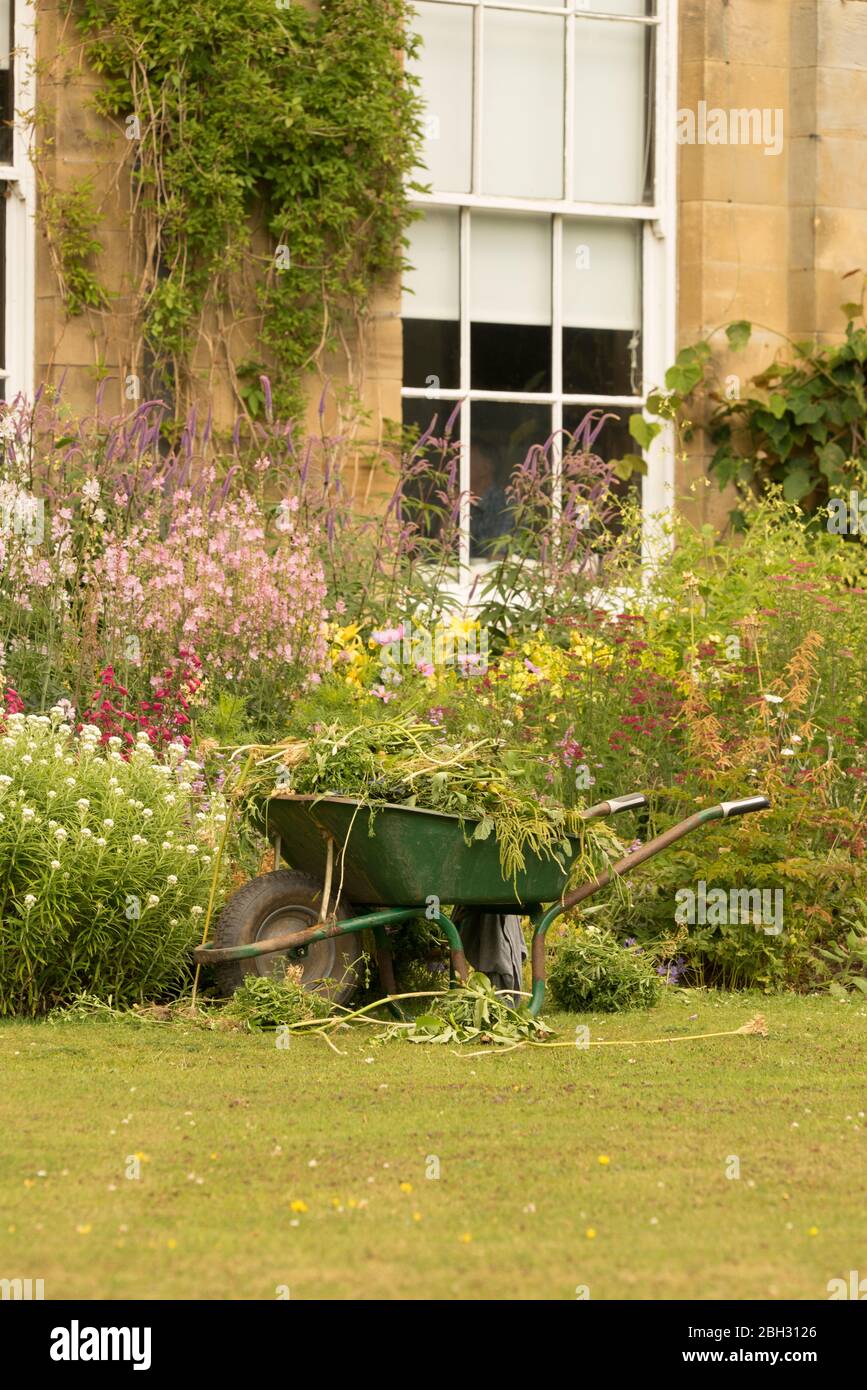 Full wheelbarrow of plant clippings and weeds amongst a border of ...