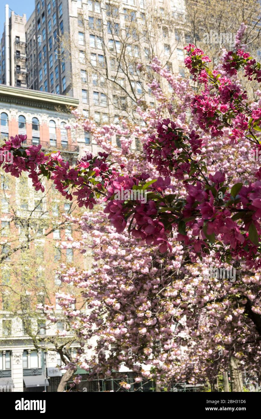 American apple park united states hi-res stock photography and images ...