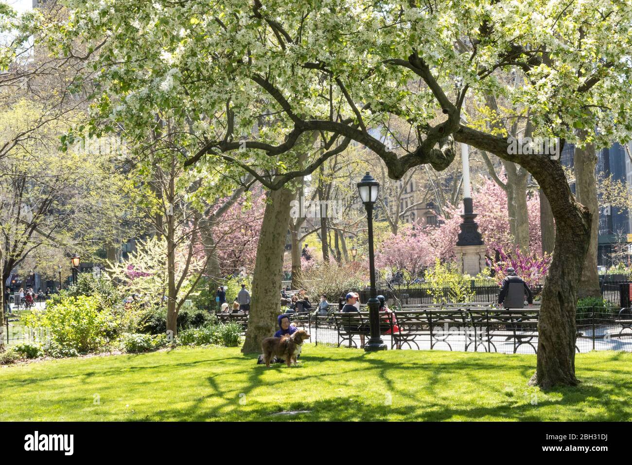 Madison square park trees benches hi-res stock photography and images ...