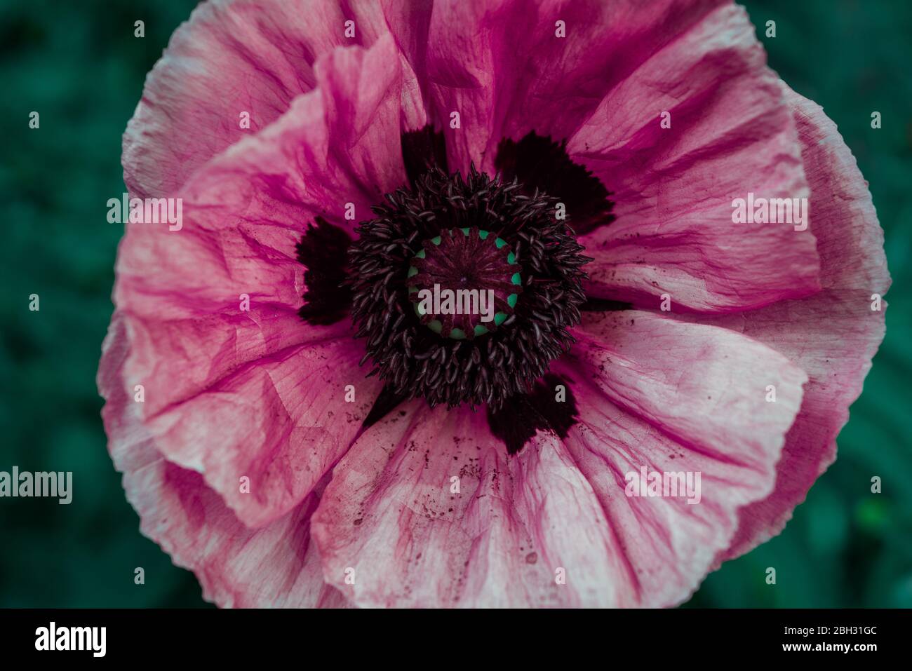 beautiful poppy flower of different colors in macro mode Stock Photo ...