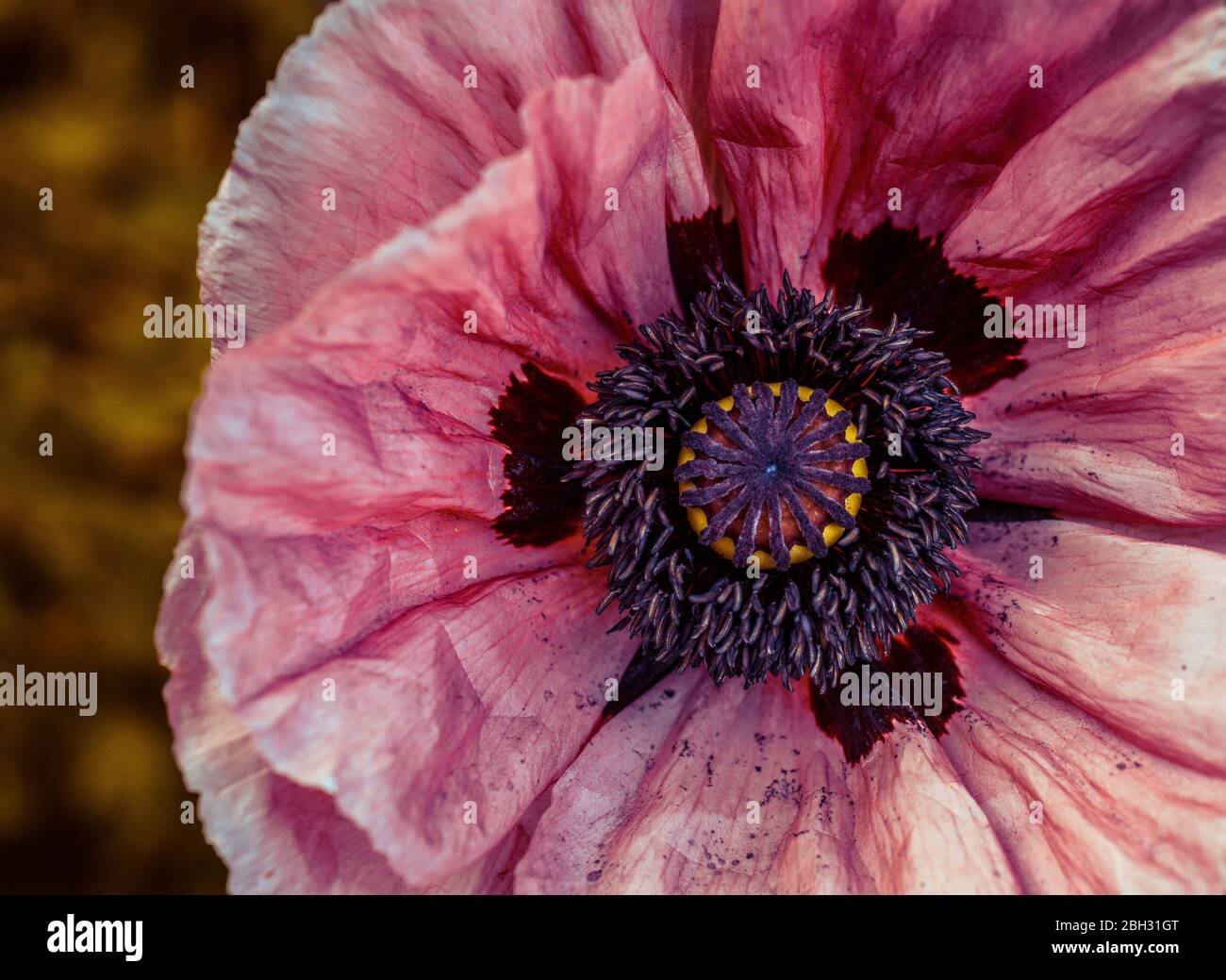 beautiful poppy flower of different colors in macro mode Stock Photo ...