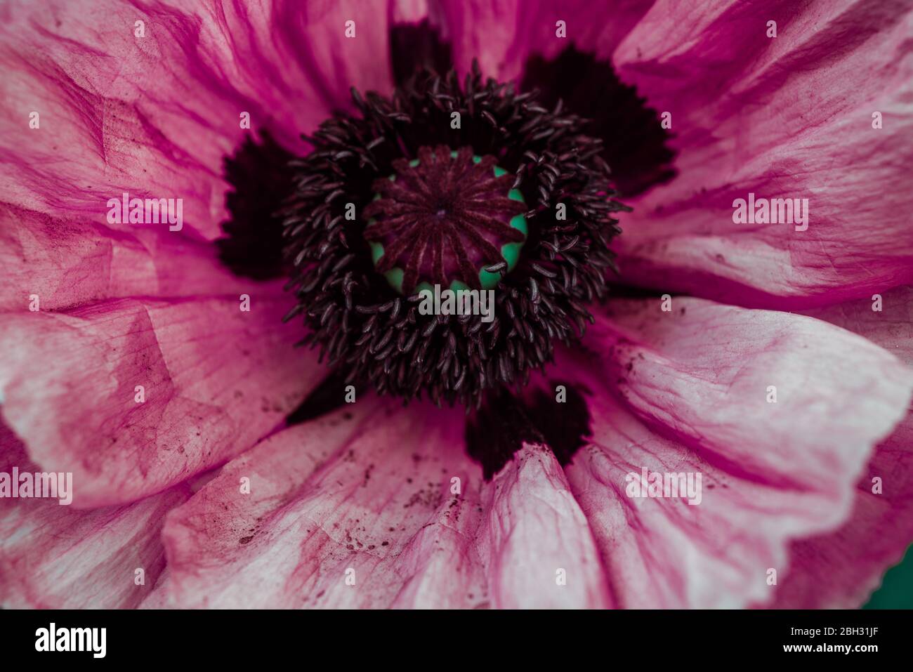 beautiful poppy flower of different colors in macro mode Stock Photo ...
