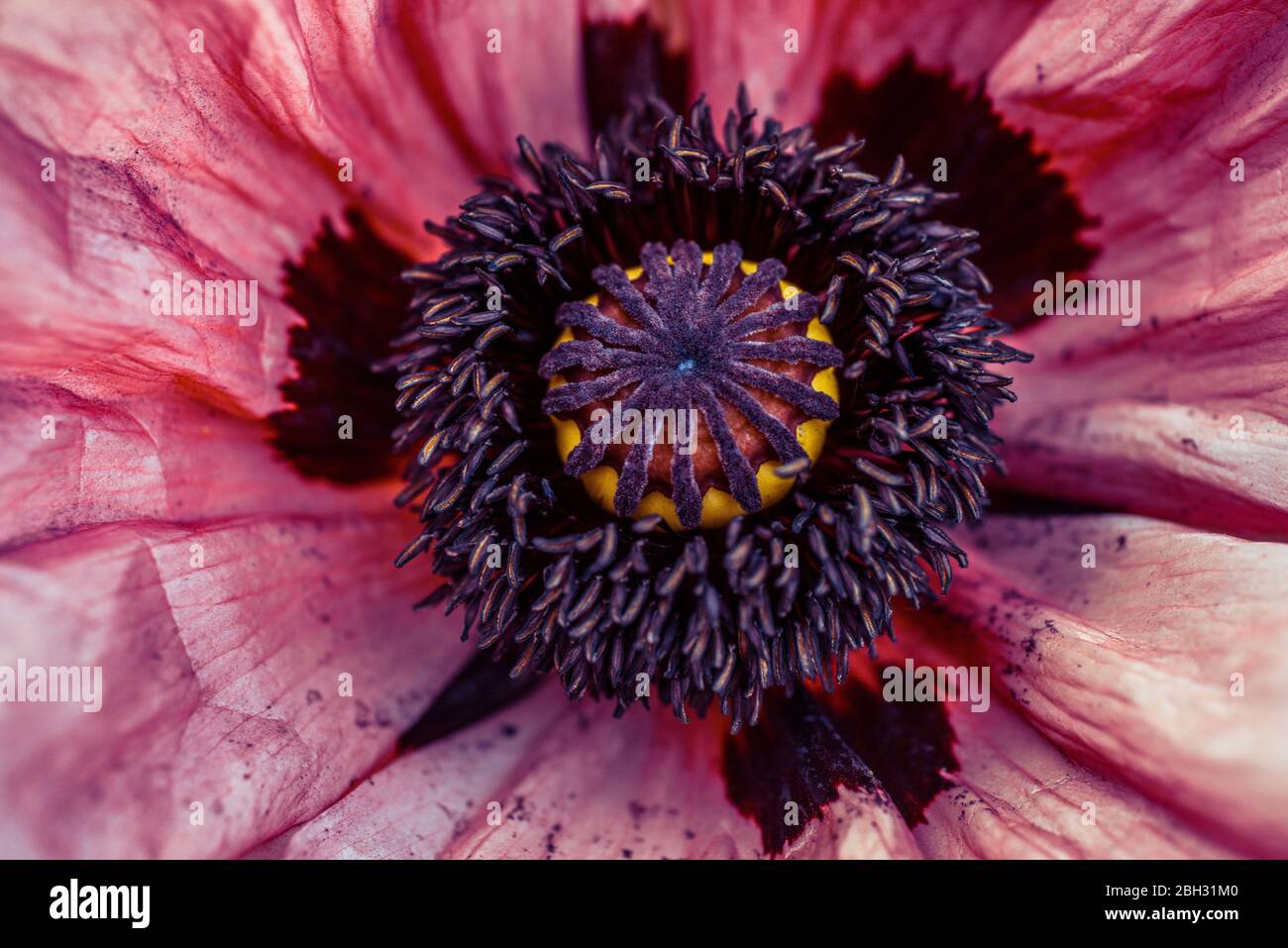 beautiful poppy flower of different colors in macro mode Stock Photo ...