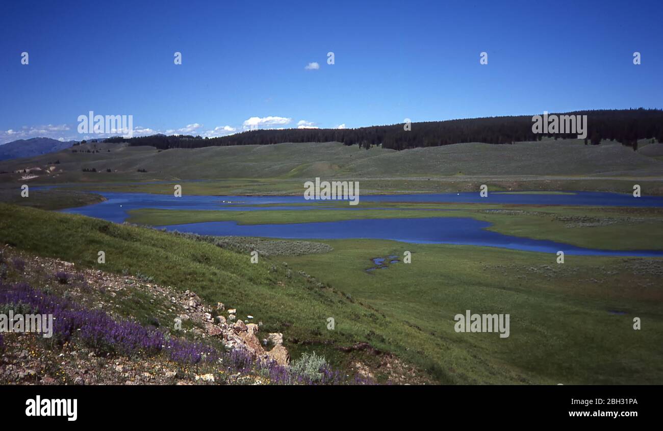 A stream flows between the grasslands in Yellowstone N.P Stock Photo ...