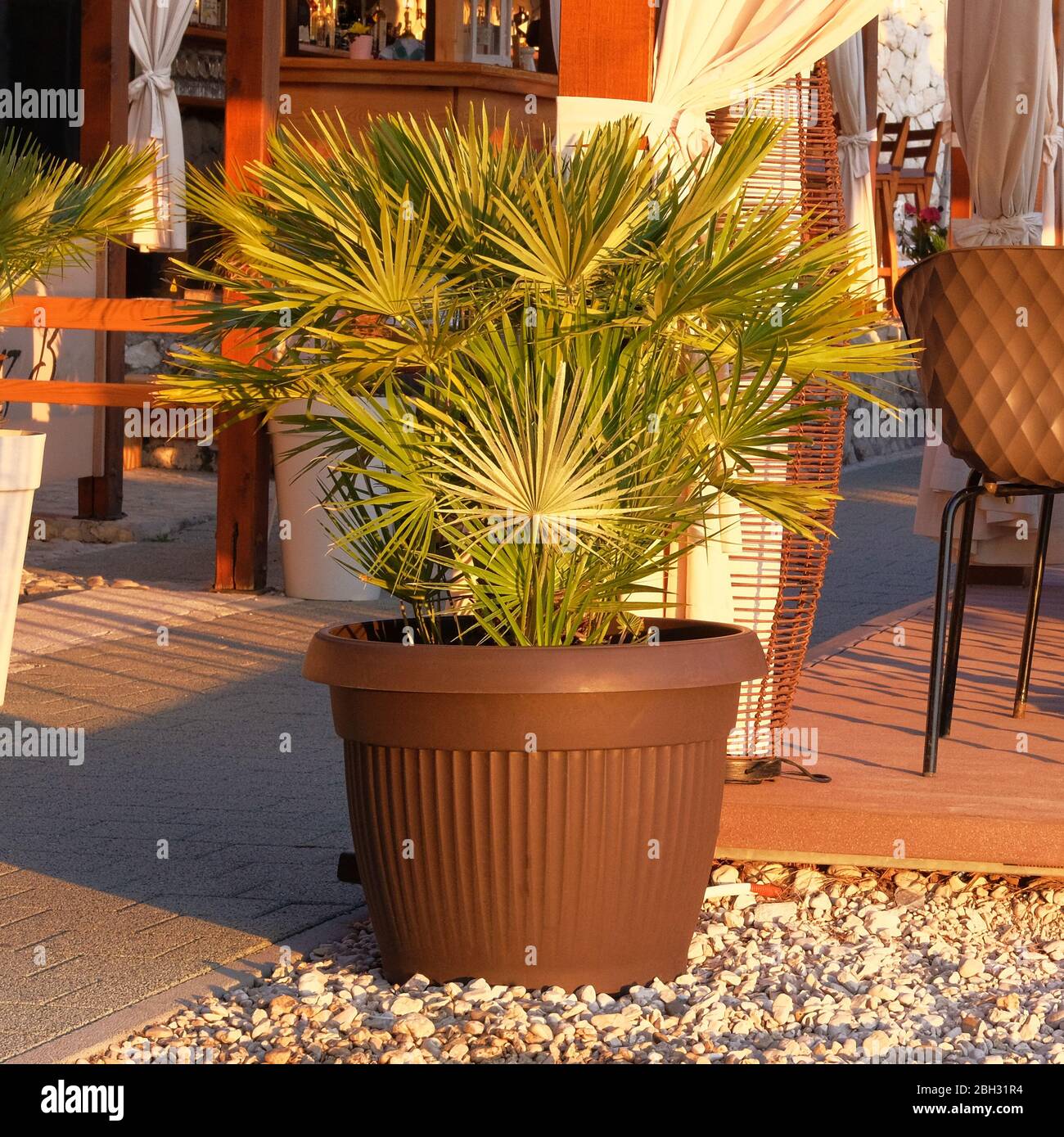 Potted trees in design of exterior. Pot of green palm in beach. Green ...