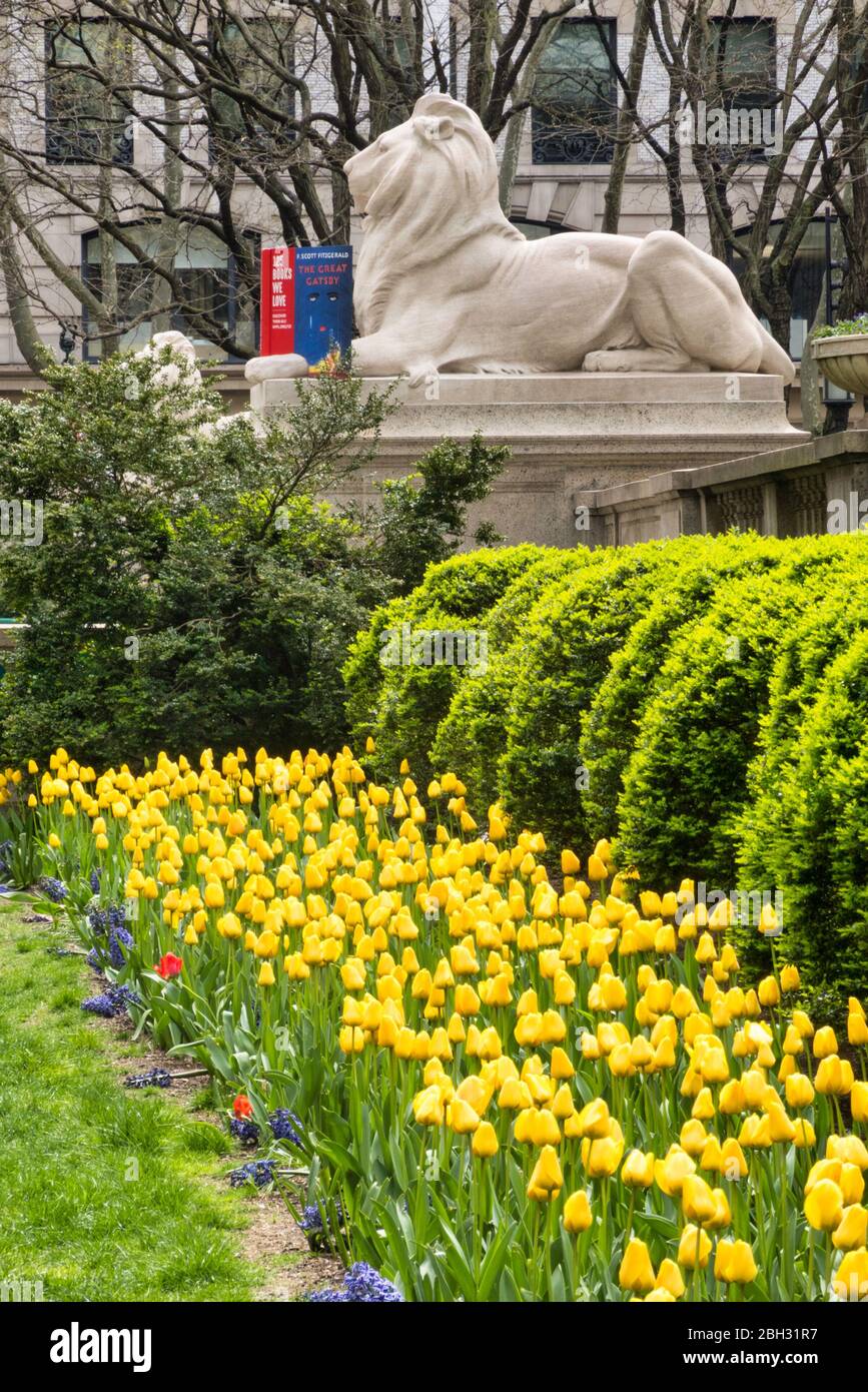 Lion Statue in springtime, New York Public Library, Main Branch, NYC ...