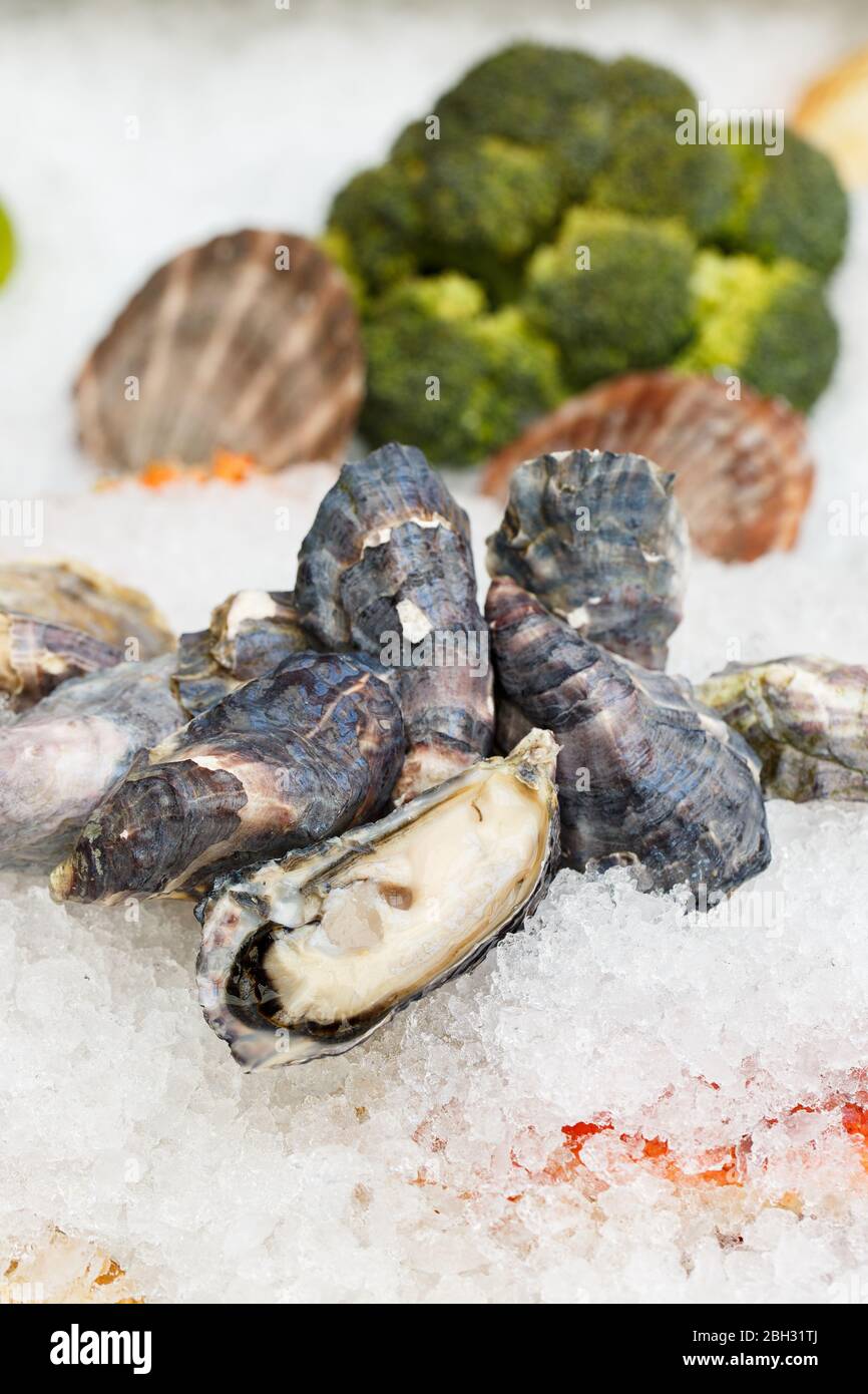Eastern oyster on ice hi-res stock photography and images - Alamy