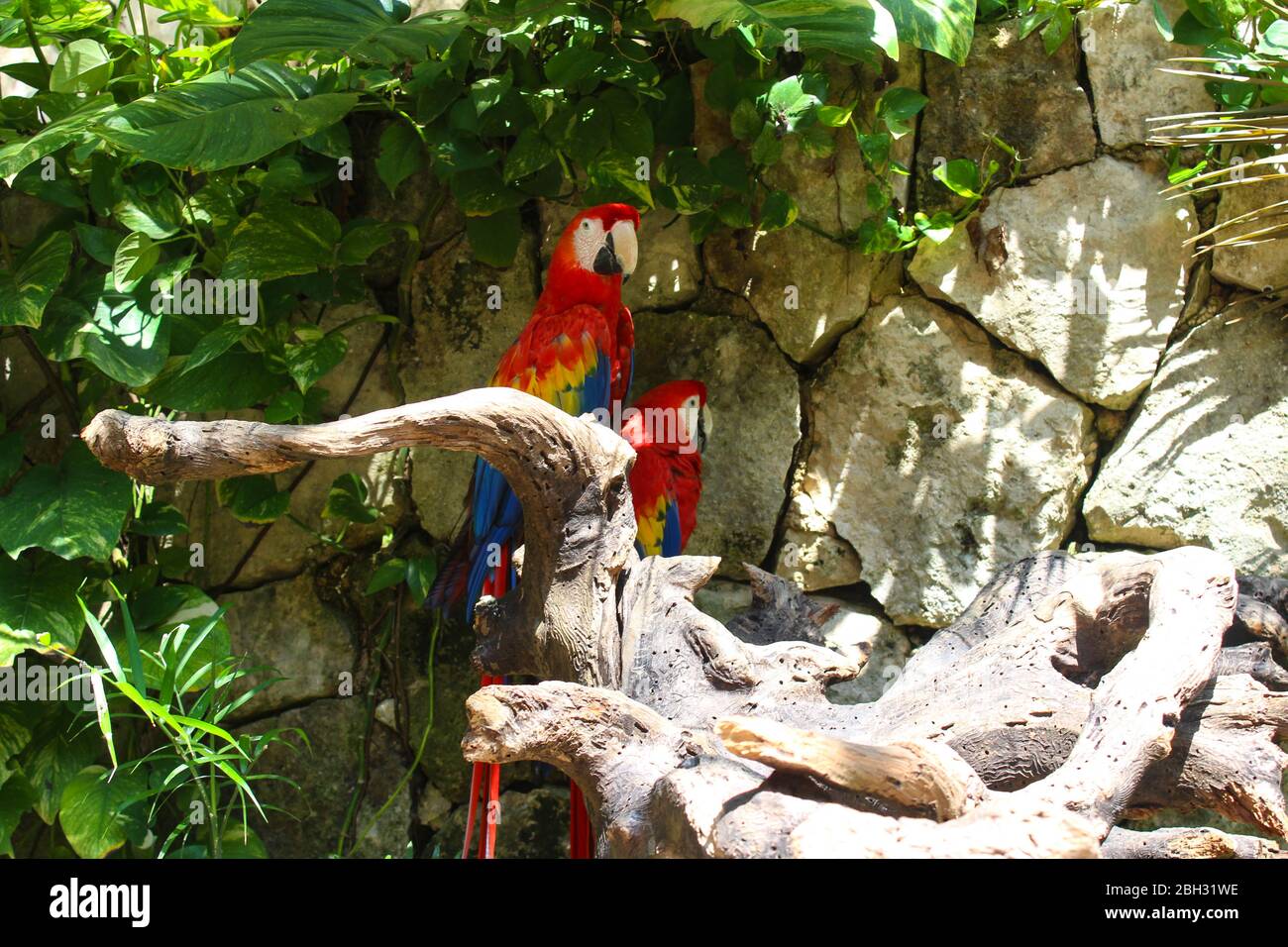 Magic parrot hi-res stock photography and images - Alamy