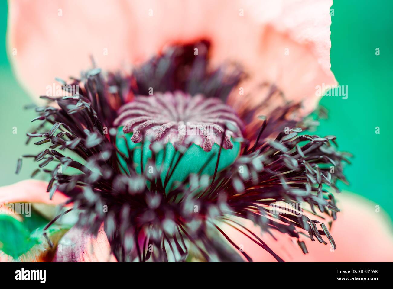 beautiful poppy flower of different colors in macro mode Stock Photo ...