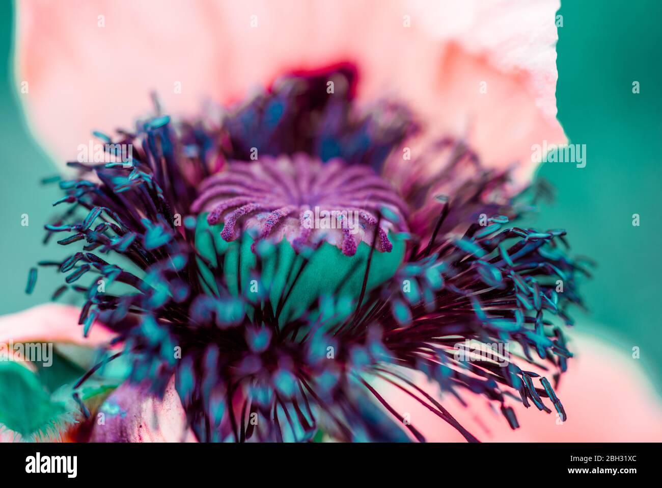 beautiful poppy flower of different colors in macro mode Stock Photo ...