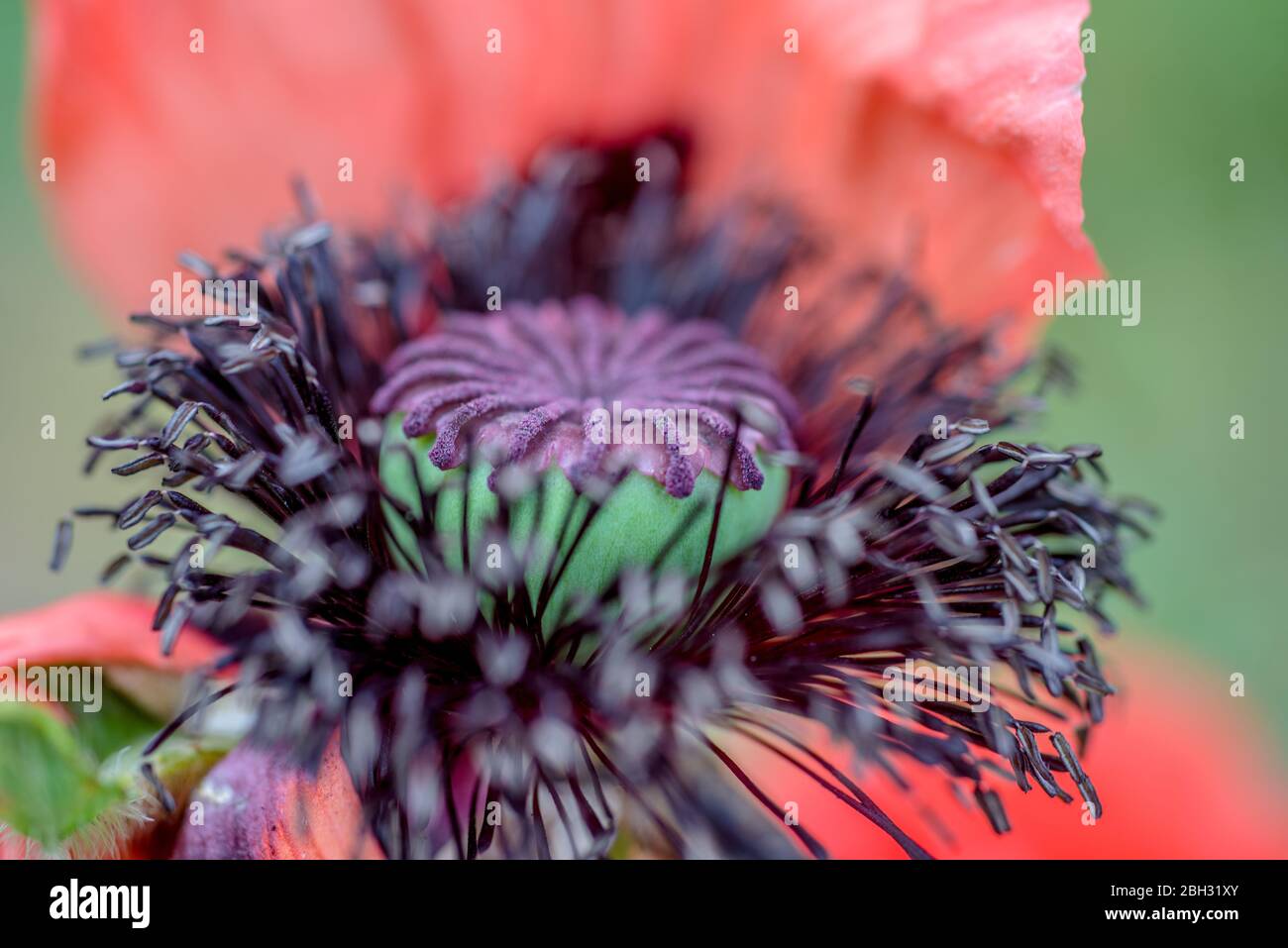 beautiful poppy flower of different colors in macro mode Stock Photo ...