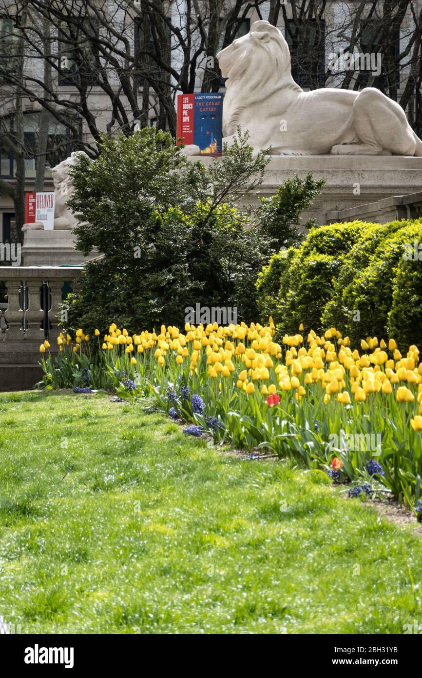 Lion in sunlit grass hi-res stock photography and images - Alamy