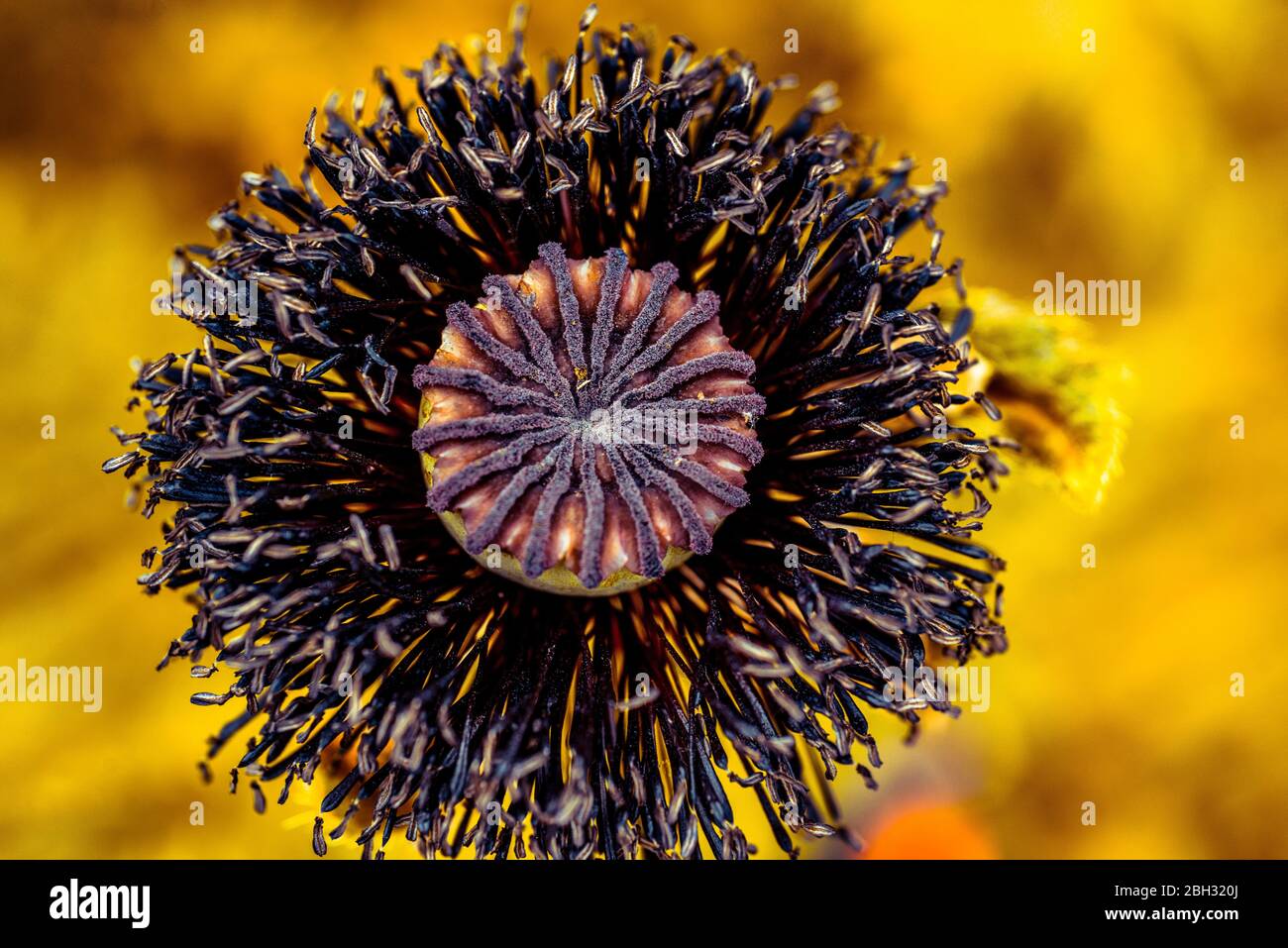 beautiful poppy flower of different colors in macro mode Stock Photo ...