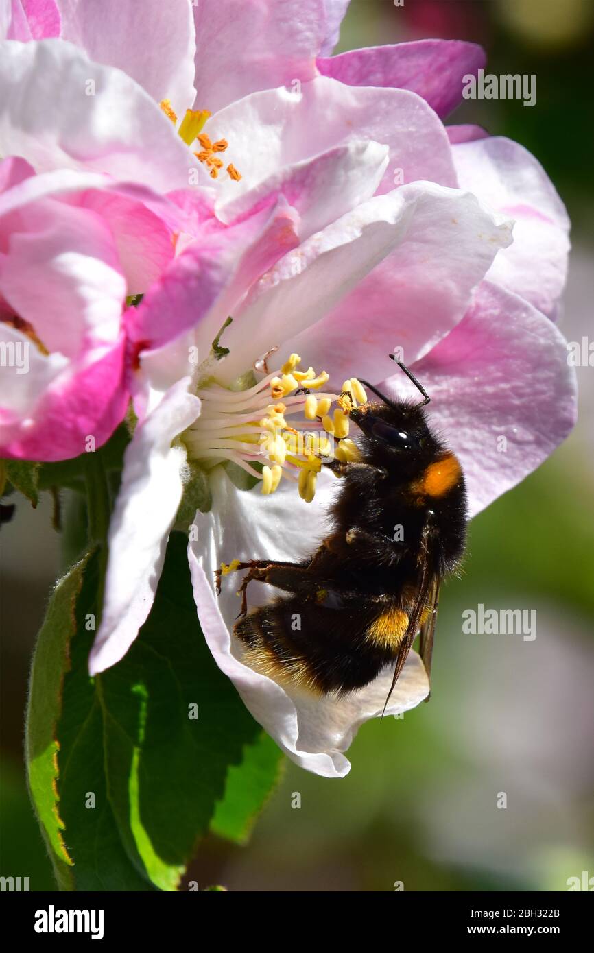 Bumble Bee on Apple Blossom Stock Photo - Alamy