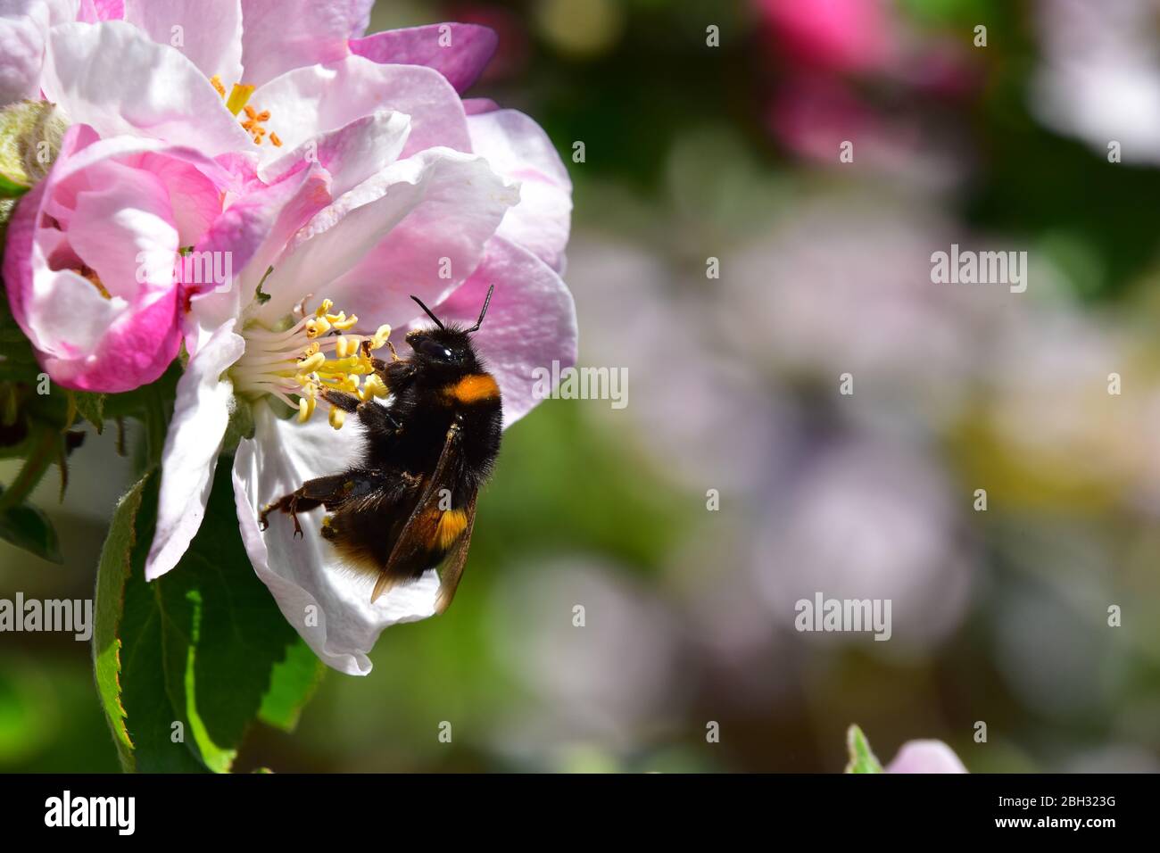 Bee on apple blossom hi-res stock photography and images - Alamy