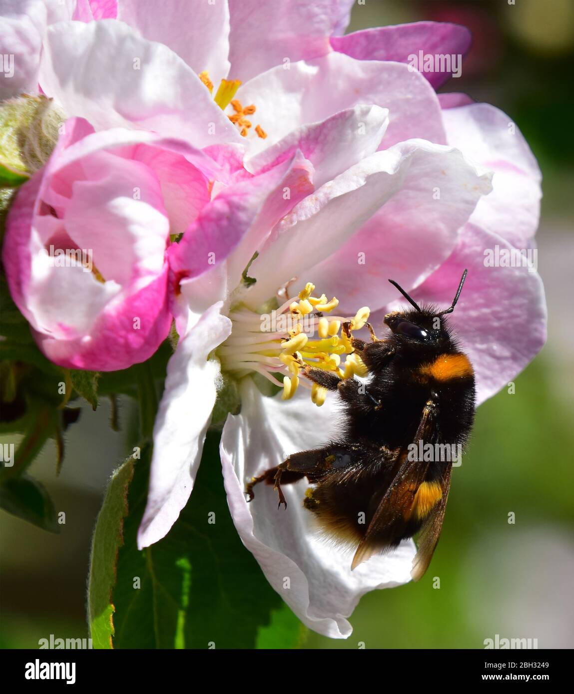Bumble Bee on Apple Blossom Stock Photo - Alamy
