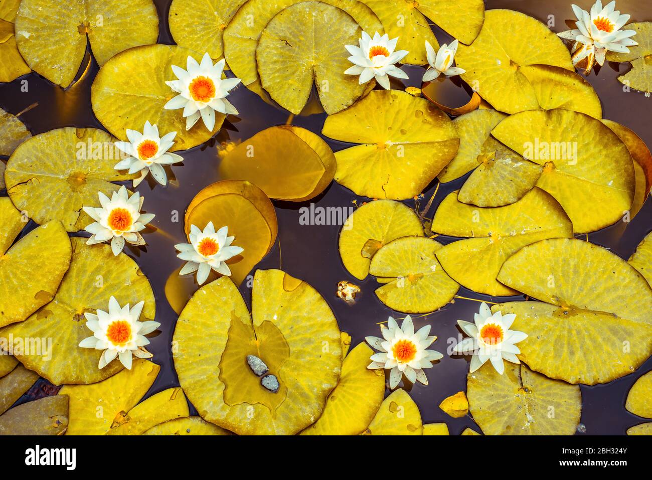 Beautiful position hi-res stock photography and images - Alamy