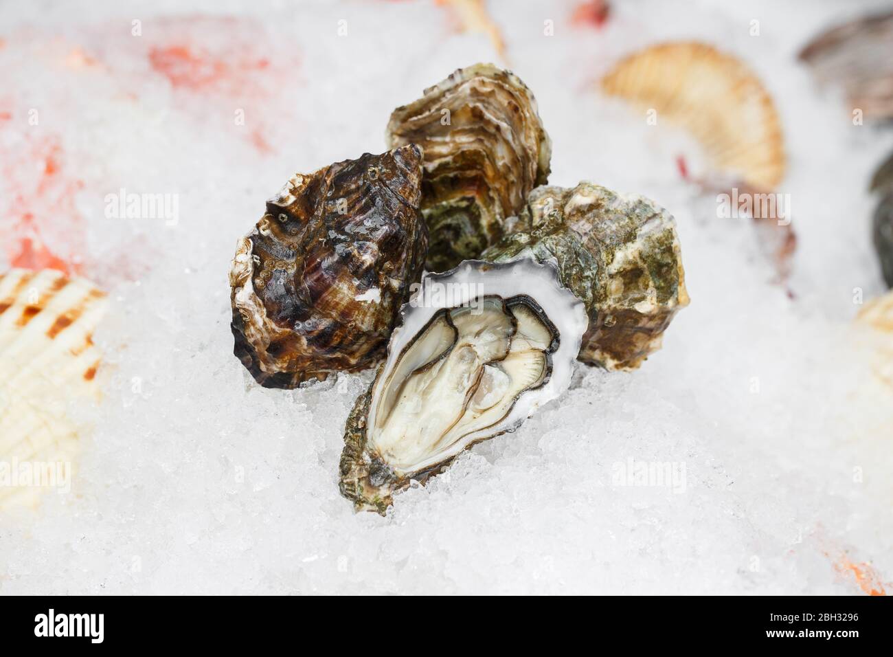 Eastern oysters hi-res stock photography and images - Alamy