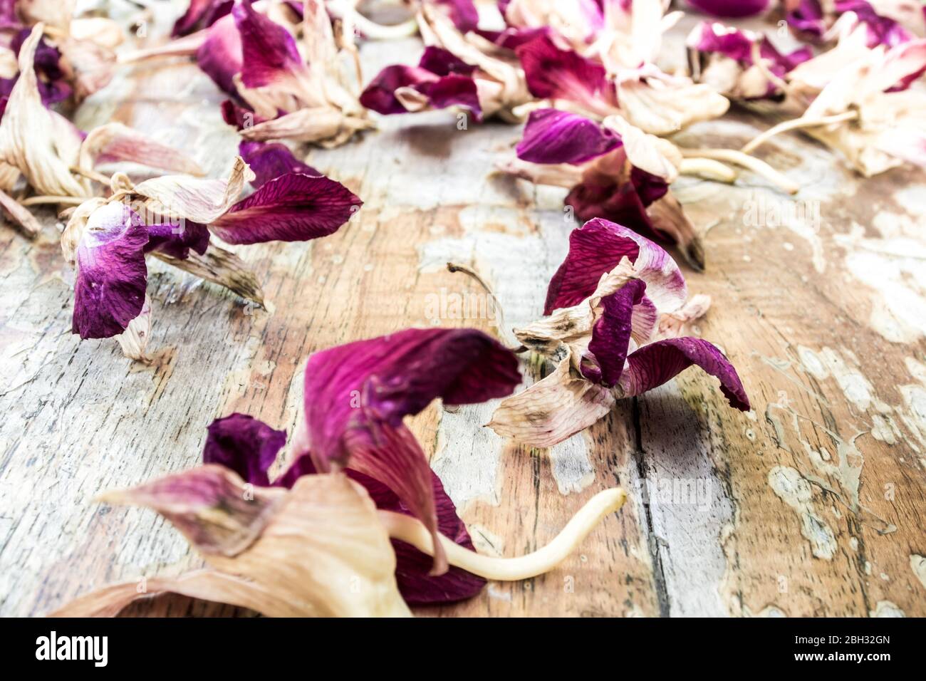 The withered orchid flower widely fall on the wooden floor Stock Photo ...