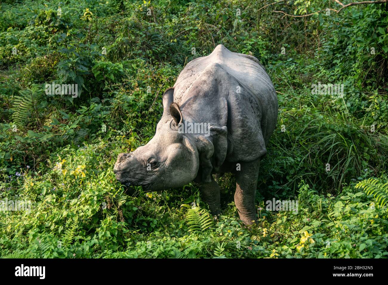 Asian rhinoceros hi-res stock photography and images - Alamy