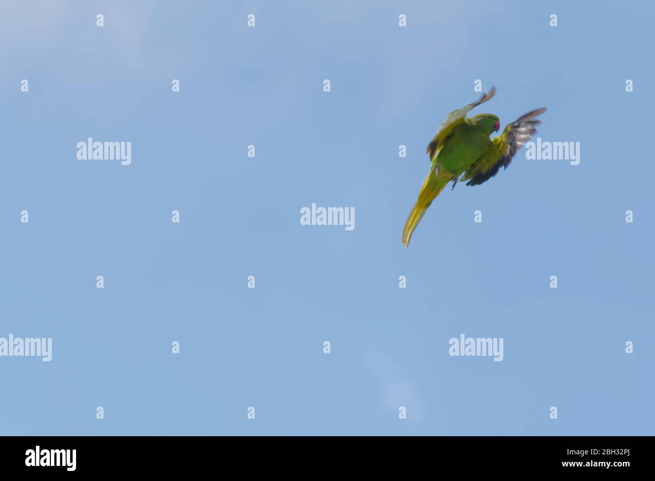 Bright ara parrot flying. Colored, bird Stock Photo - Alamy