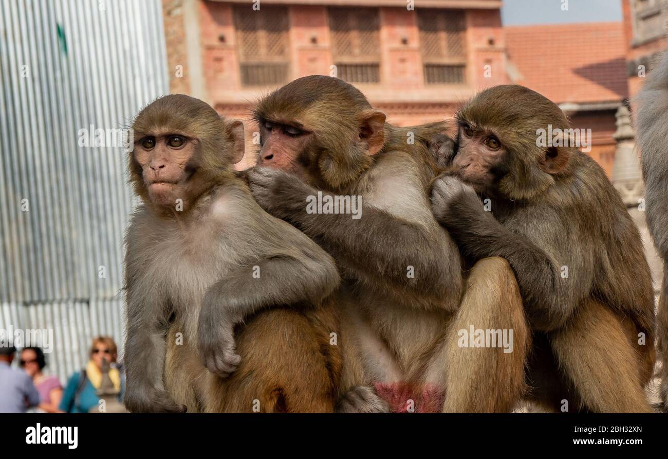 The monkeys who live in the Swayambhunath temple spend a lot of time ...