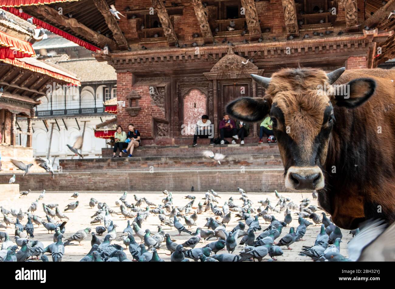 Cow palace hi-res stock photography and images - Alamy