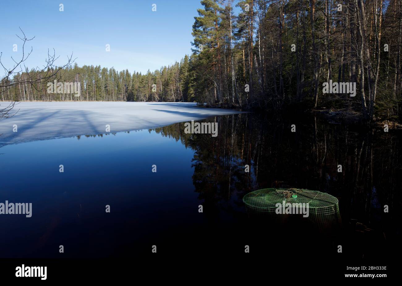 Green fish trap , " katiska " in Finnish , in water at Spring , Finland ...