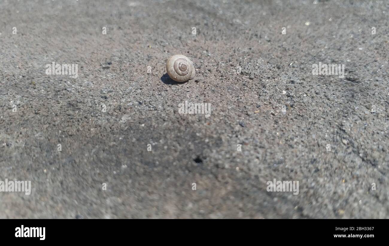 snail sitting on rock Stock Photo - Alamy