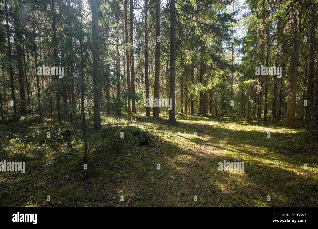 Taiga finland spring hi-res stock photography and images - Alamy