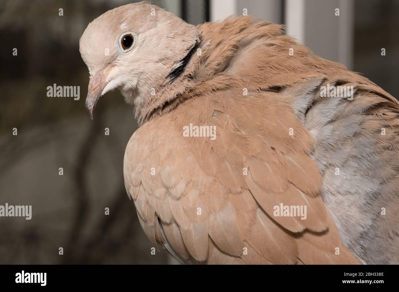 A graceful fluffy laughing dove looks at you. Ringneck dove close up ...