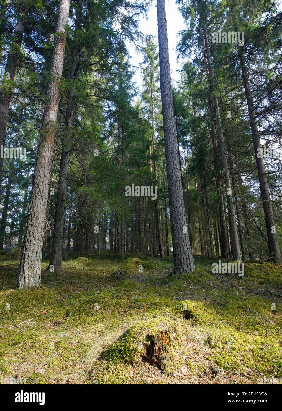 Coniferous taiga forest , mixed pine and spruce trees , Finland Stock ...