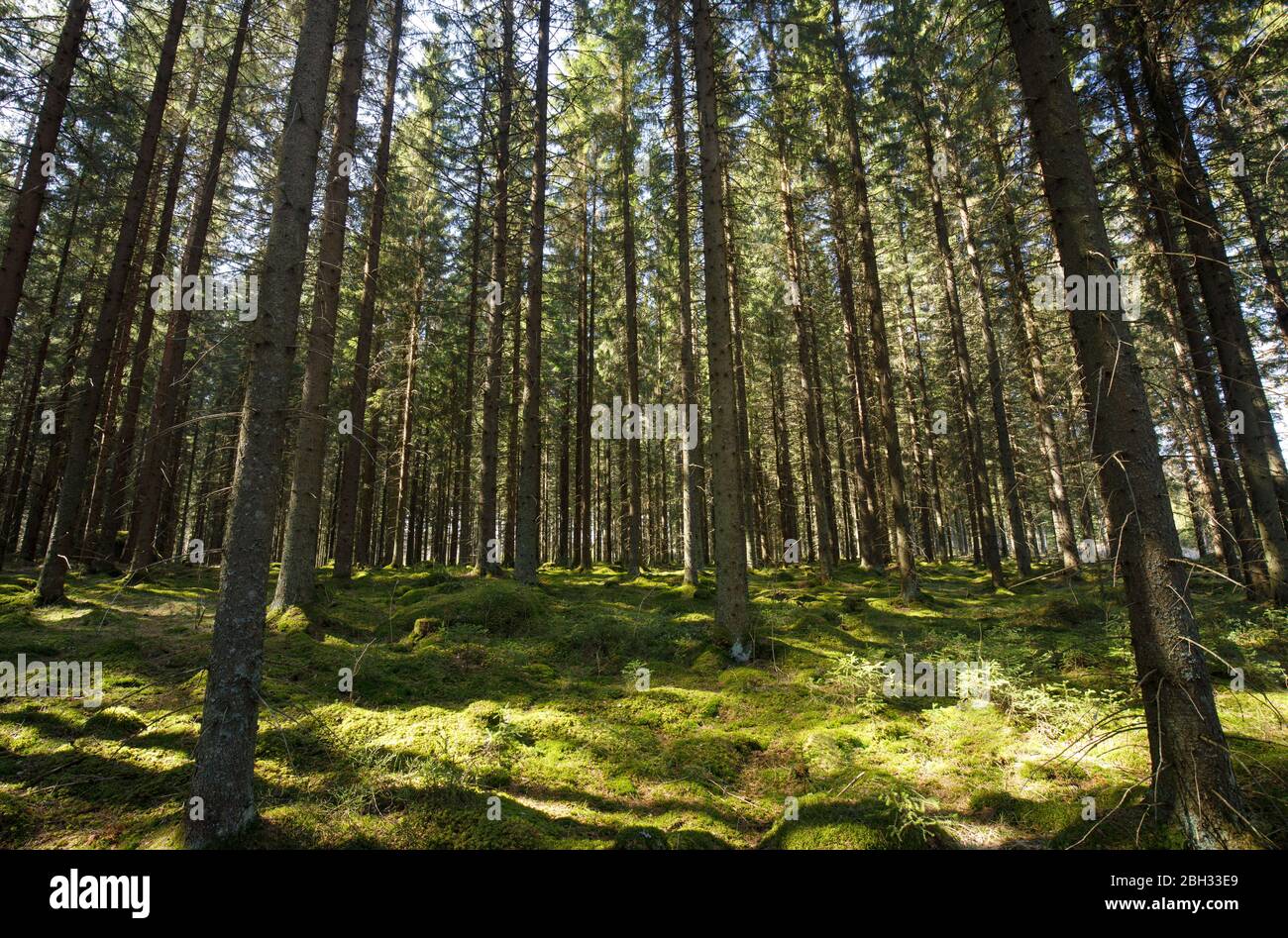 Spruce forest ( Picea Abies) at Spring , ground covered with green moss ...