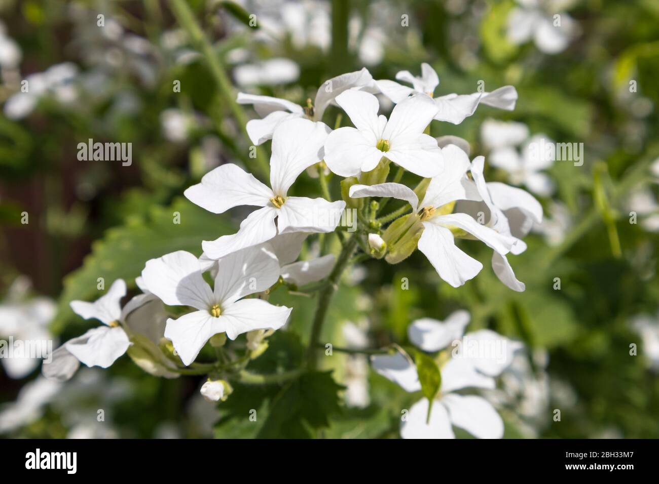 White honesty hi-res stock photography and images - Alamy