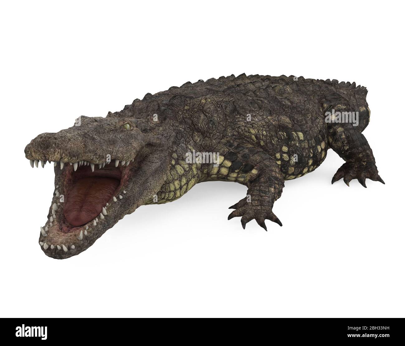 Crocodile anatomy hi-res stock photography and images - Alamy