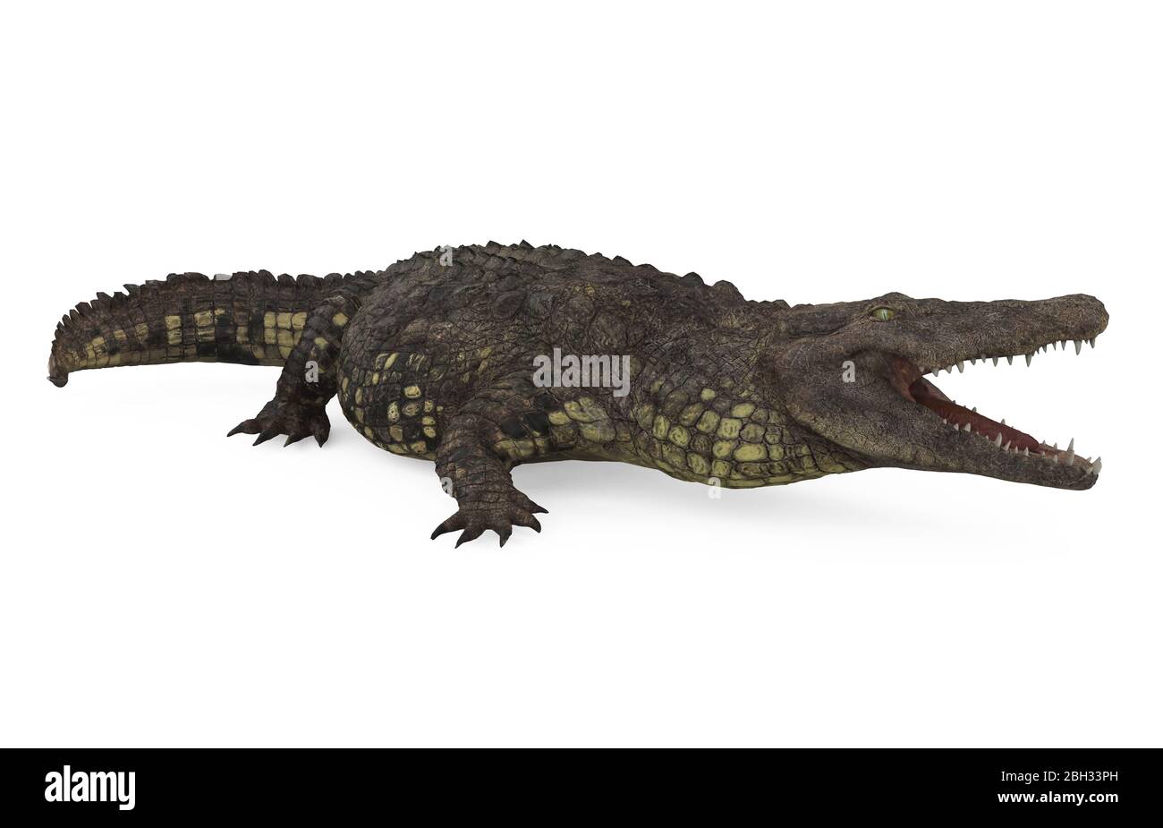 Crocodile anatomy hi-res stock photography and images - Alamy