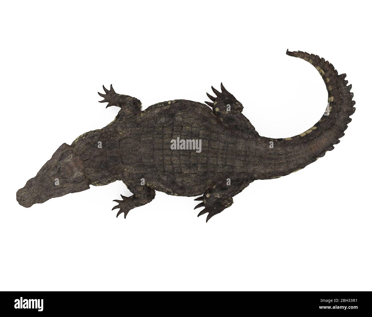 Crocodile anatomy hi-res stock photography and images - Alamy