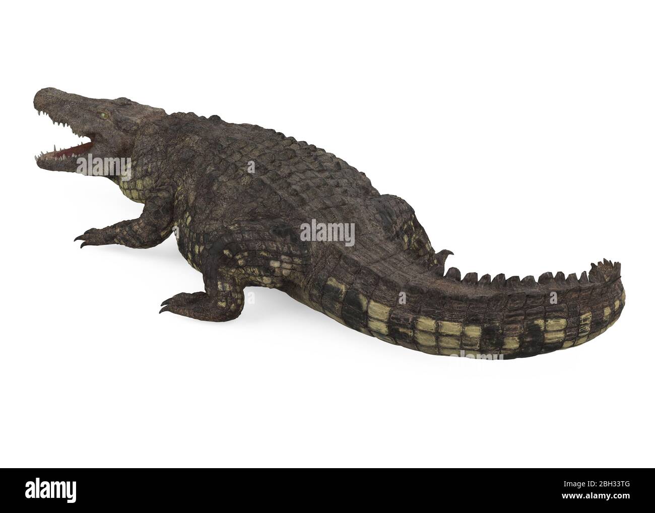 Crocodile anatomy hi-res stock photography and images - Alamy