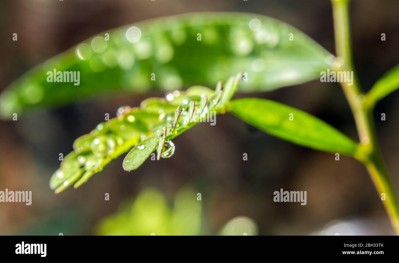 Dew drop on fresh simple type leaf and Pinnately compound type leaf on ...