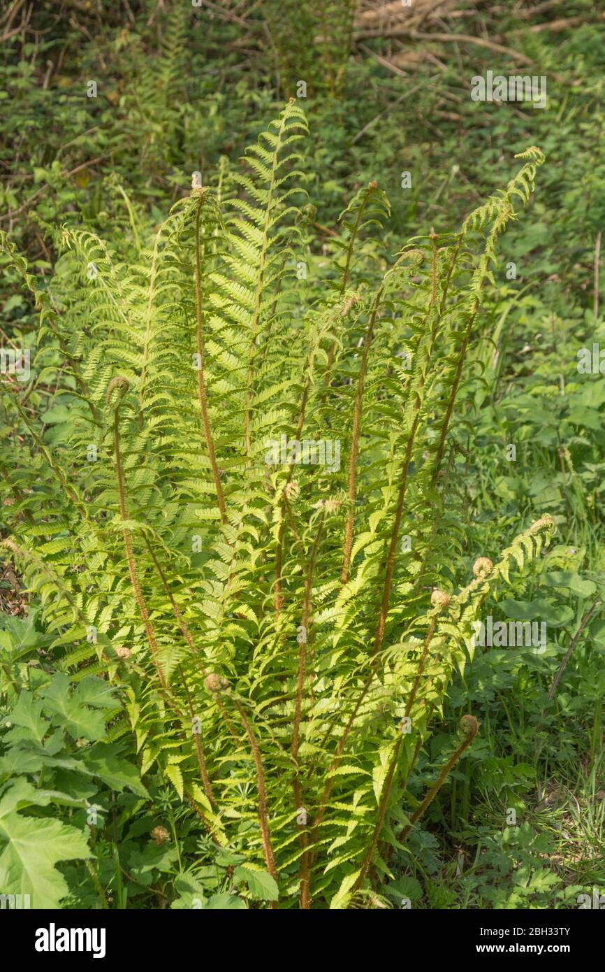 Sunlit fern plant in Cornish hedgerow. Uncertain of precise species of ...