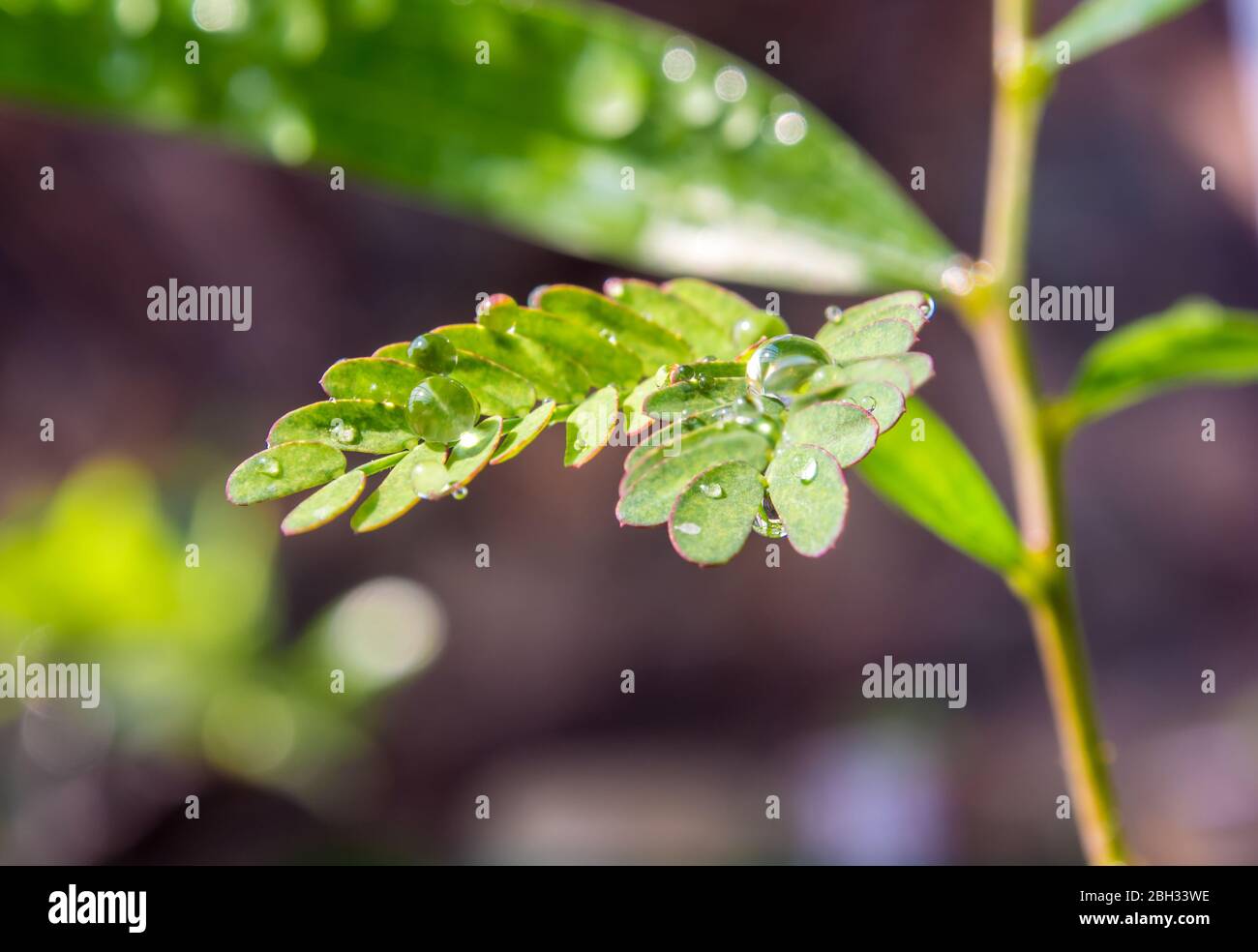 Dew drop on fresh simple type leaf and Pinnately compound type leaf on ...