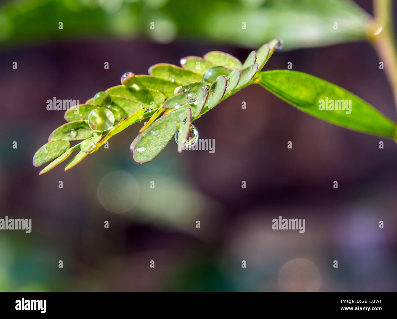 Pinnate compound leaf hi-res stock photography and images - Alamy