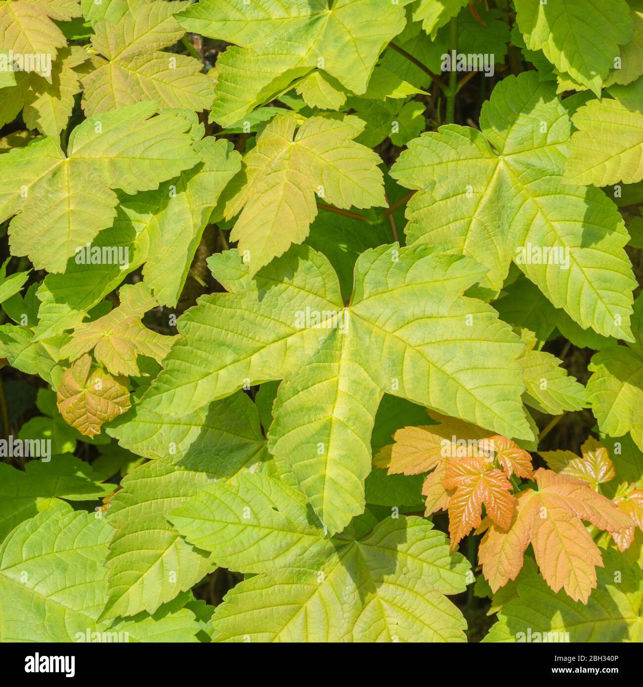 Mass of leaves of Sycamore / Acer pseudoplatanus tree in Spring ...